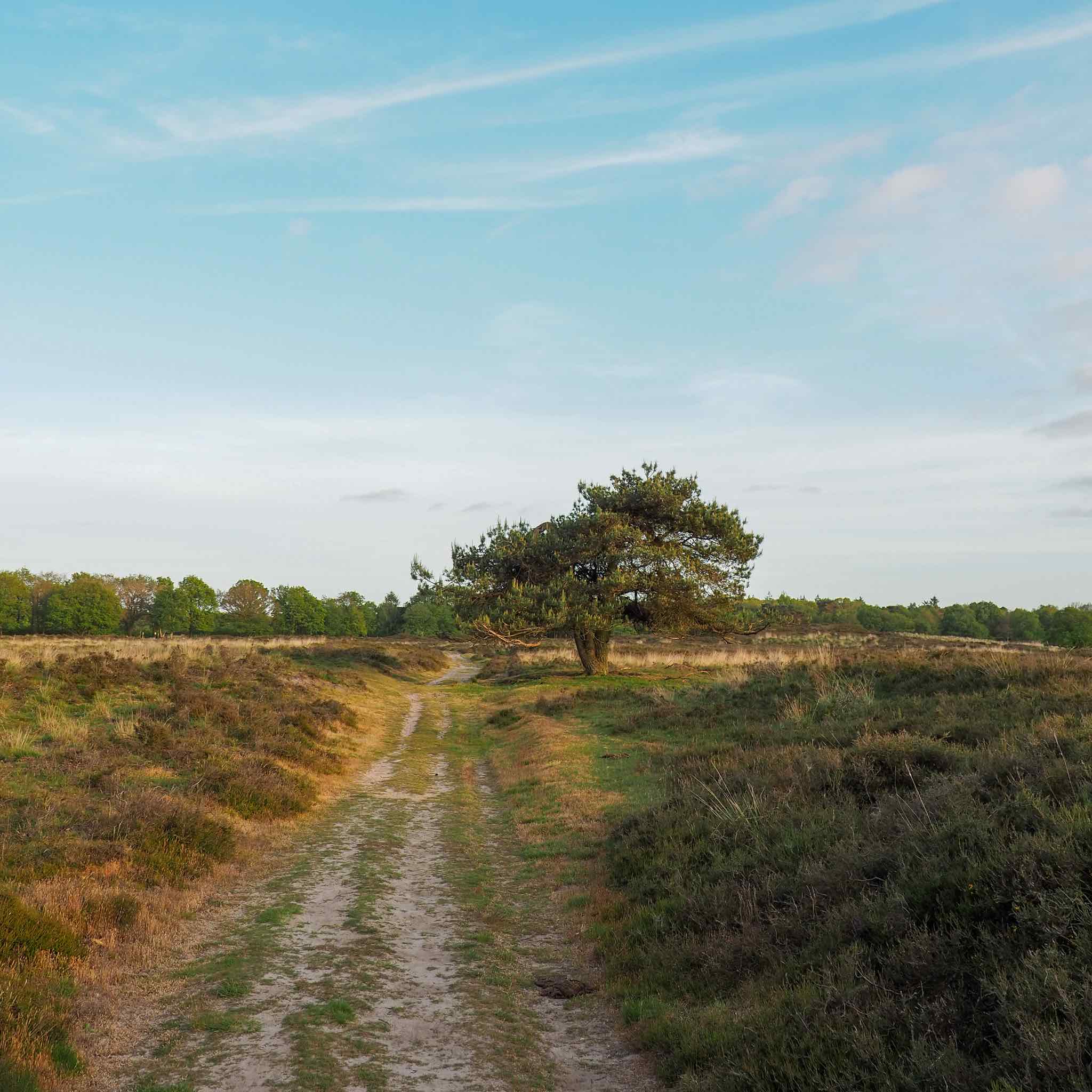 Wandelroutes Drenthe – Drenthe ontdekken